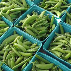 Snap Peas – Cotyledon Vegetable Farm