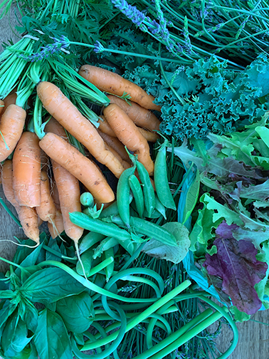 A Season’s Eating in Photos – Cotyledon Vegetable Farm