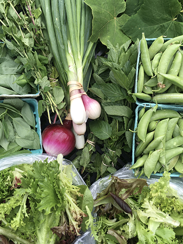 A Season’s Eating in Photos – Cotyledon Vegetable Farm
