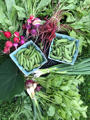 A Season’s Eating in Photos – Cotyledon Vegetable Farm