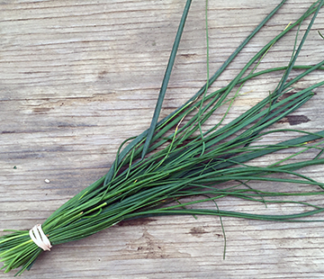 Chives – Cotyledon Vegetable Farm